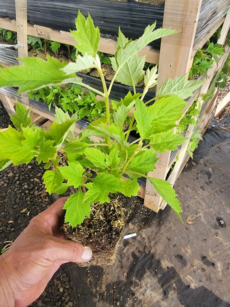 Pee Wee Dwarf Oakleaf Hydrangea | New Life Nursery Pee Wee Dwarf Oakleaf Hydrangea | New Life Nursery
