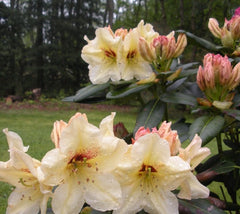 Rhododendron | New Life Nursery