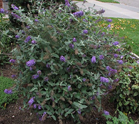 Flutterby Petite® Blue Heaven Dwarf Butterfly Bush | New Life Nursery