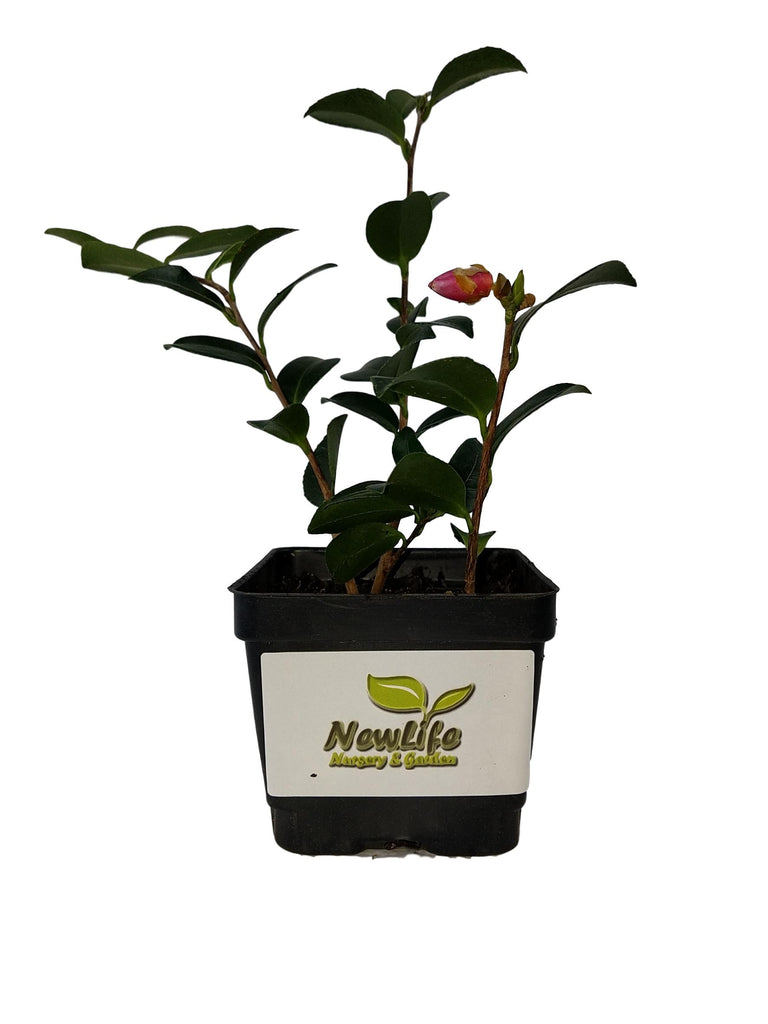 Pink Snow Camellia Sasanqua | New Life Nursery