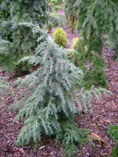 Sanders Blue Deodar Cedar