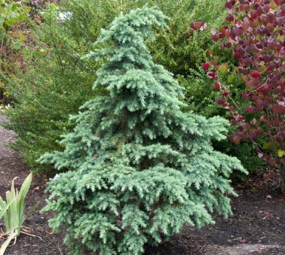 Blue Deodar Cedar Varieties Feelin' Blue® Deodar Cedar For Sale