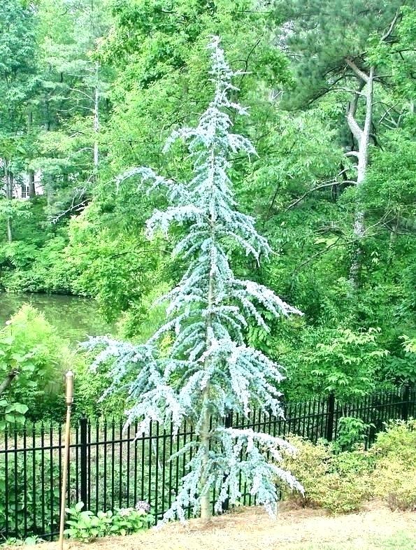 blue cedar tree