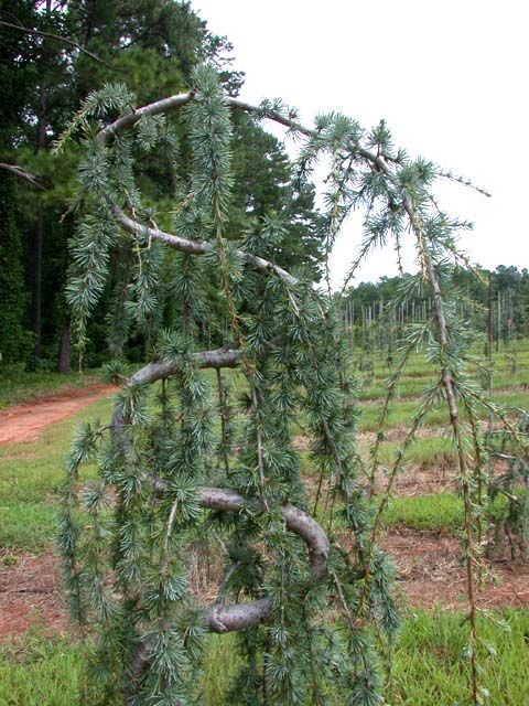 Dwarf Weeping Blue Atlas Cedar