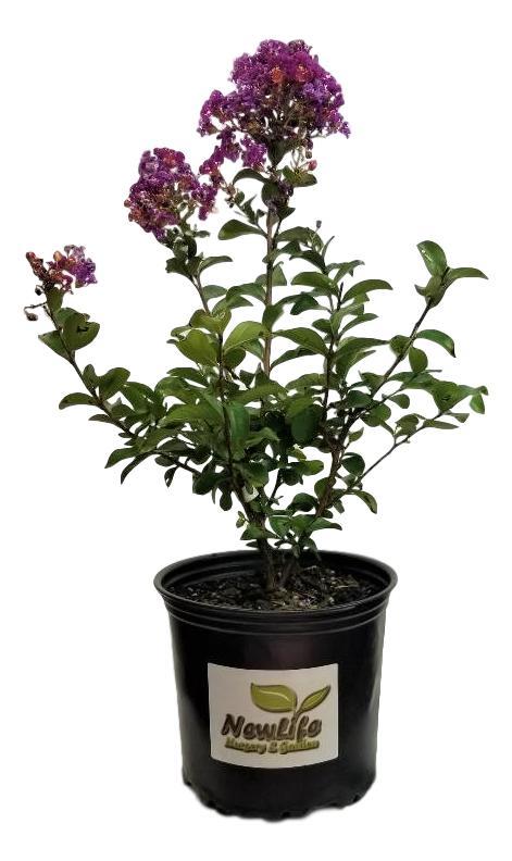 First Editions® Purple Magic™ Dwarf Crape Myrtle | New Life Nursery