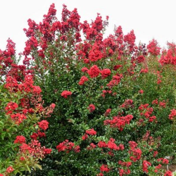 First Editions® Ruffled Red Magic™ Crapemyrtle | New Life Nursery