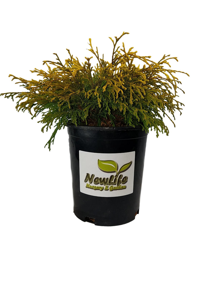 Gold Mop Weeping Threadleaf Cypress | New Life Nursery