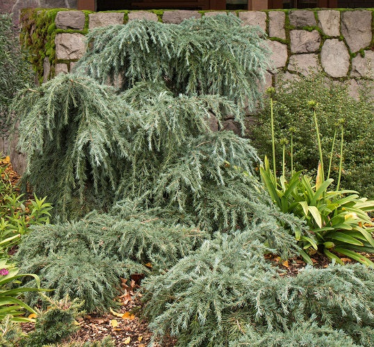 'Feelin Blue' Weeping Deodar Cedar | New Life Nursery