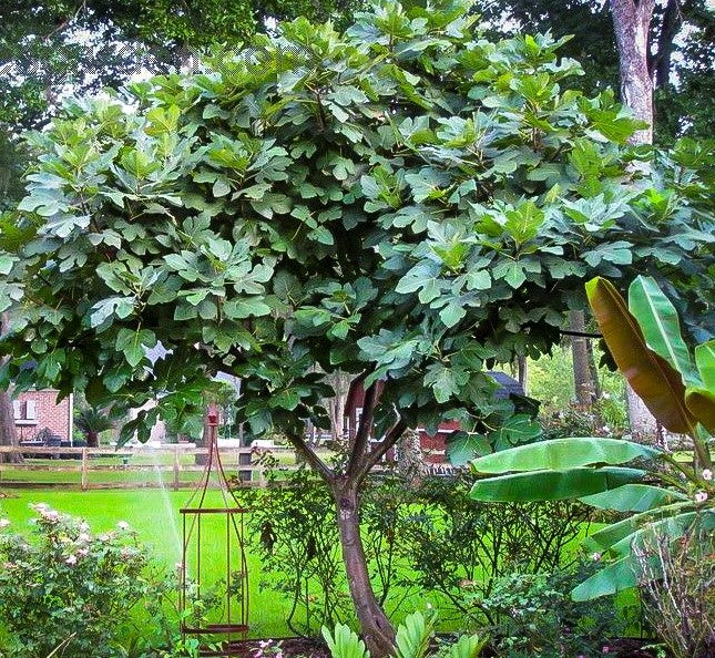 celeste fig tree care