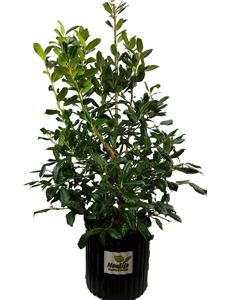 Nellie R. Stevens Holly Tree | New Life Nursery