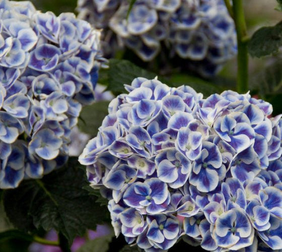 Cityline® Mars Bigleaf Hydrangea | New Life Nursery
