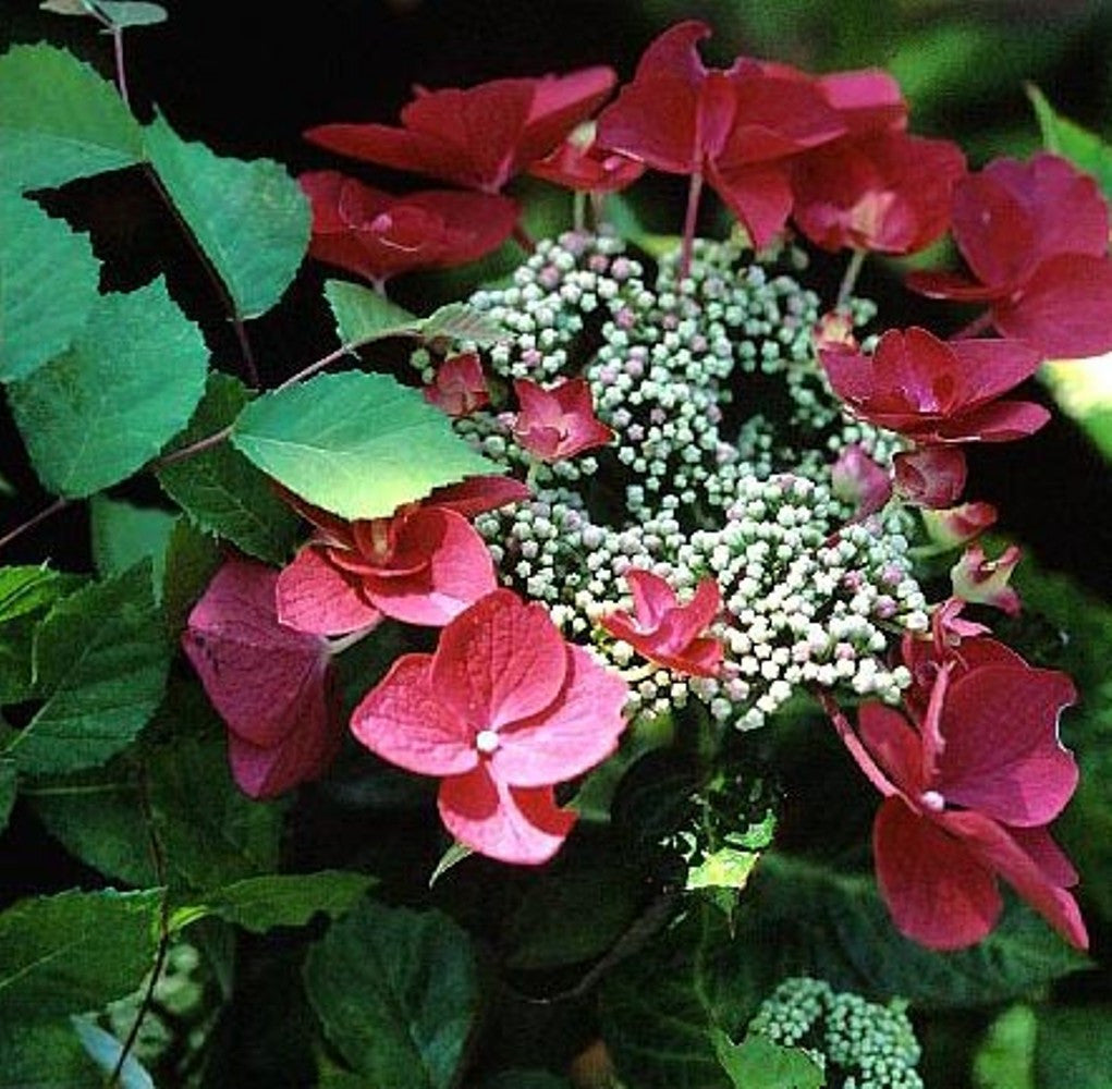 Lady in red hydrangea store