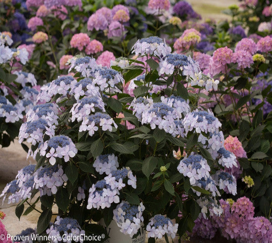 Let's Dance® Diva Reblooming Hydrangea | New Life Nursery