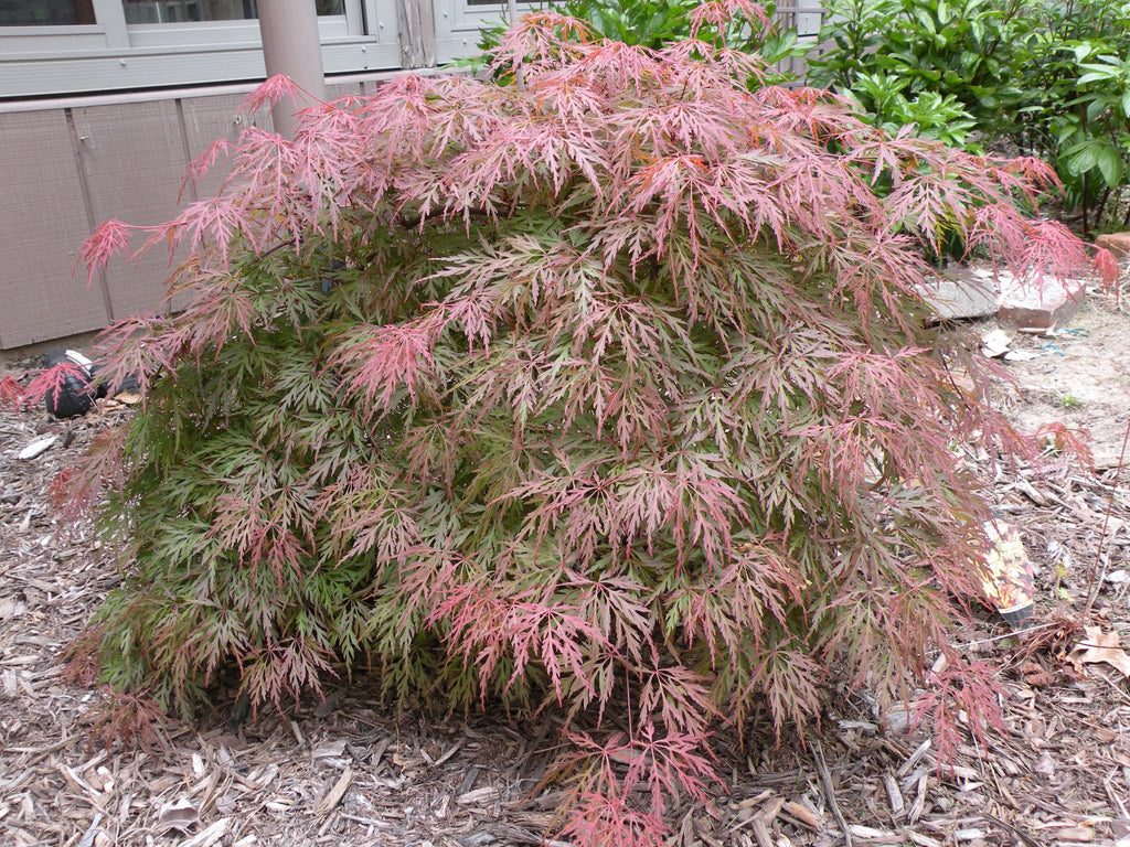 Orangeola Weeping Laceleaf Japanese Maple | New Life Nursery
