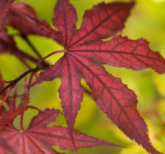 Purple Ghost Japanese Maple | New Life Nursery