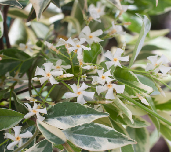 jasmine variegated