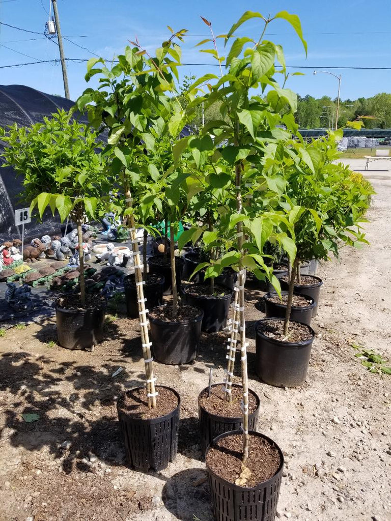 Ivory Silk Japanese Lilac Tree | New Life Nursery