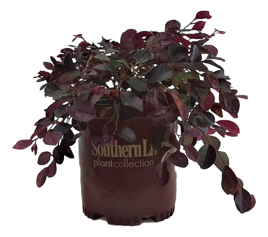 loropetalum purple pixie