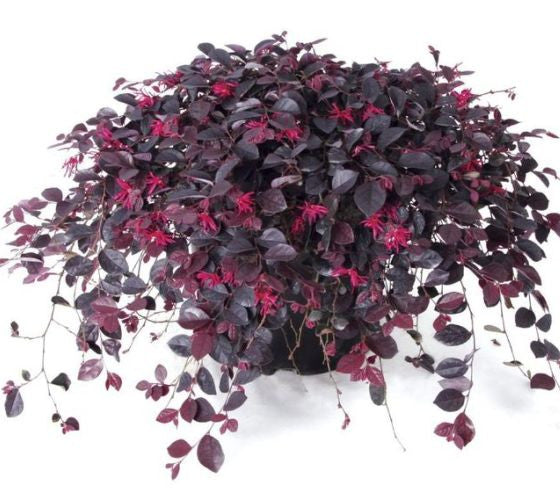 loropetalum purple pixie problems