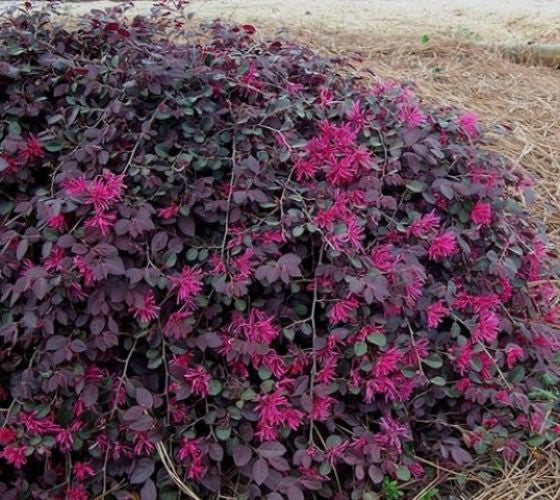 loropetalum purple pixie problems