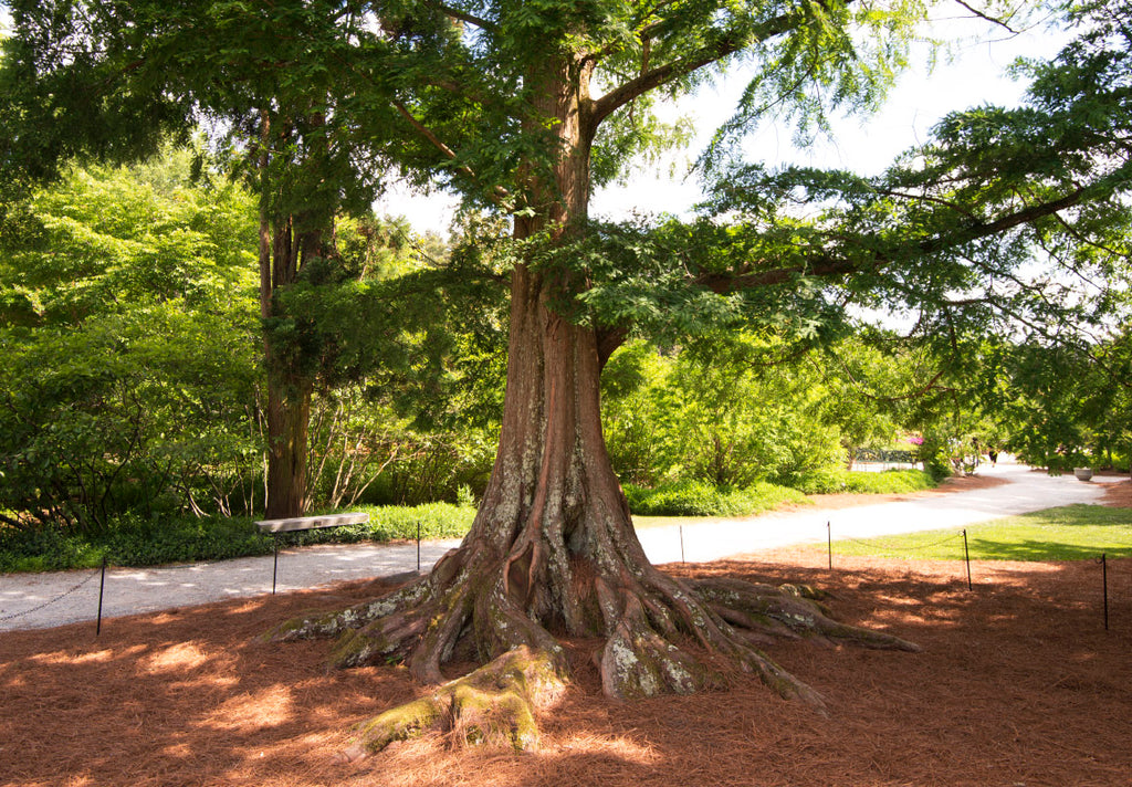 Fast Growing Conifer Tree Dawn Redwood Tree Seedling – Fast-Growing ...