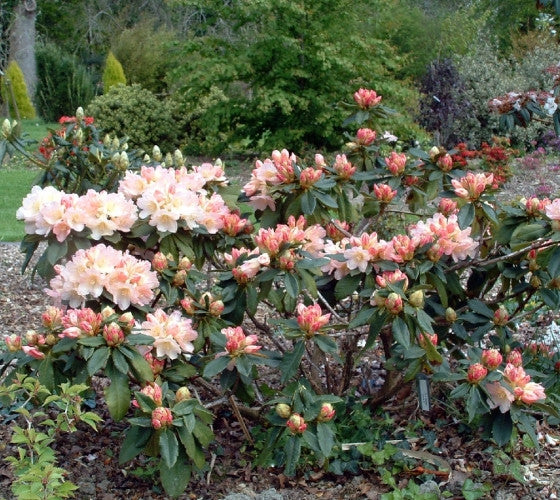 Golden Torch Rhododendron | New Life Nursery