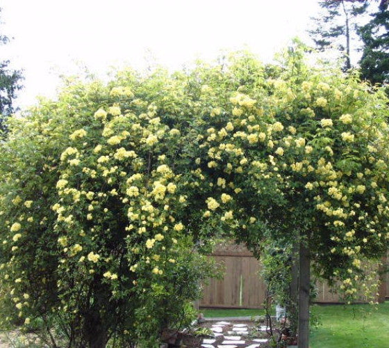 Yellow Lady Banks Climbing Rose | New Life Nursery