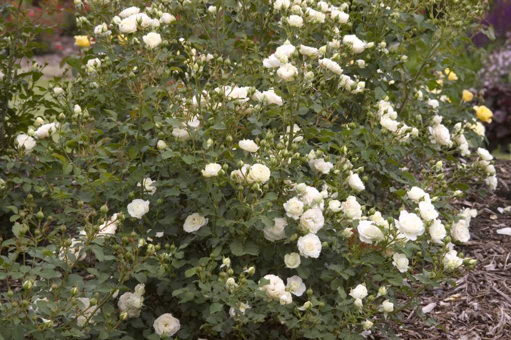Easy Elegance® Snowdrift White Rose | New Life Nursery