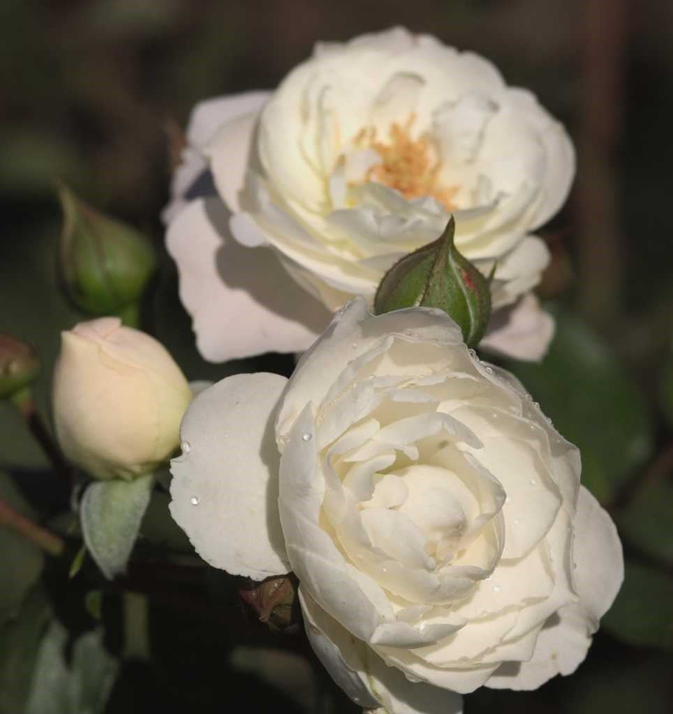Easy Elegance® Snowdrift White Rose | New Life Nursery
