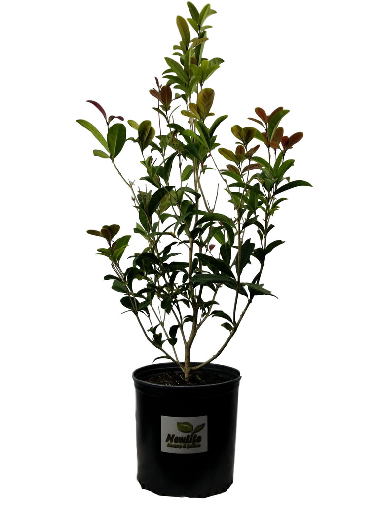 Apricot Echo Orange Tea Olive ( osmanthus ) | New Life Nursery
