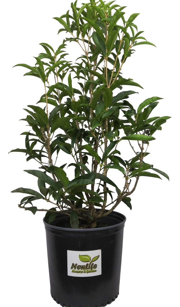 Fudingzhu Fragrant Tea Olive ( osmanthus ) | New Life Nursery