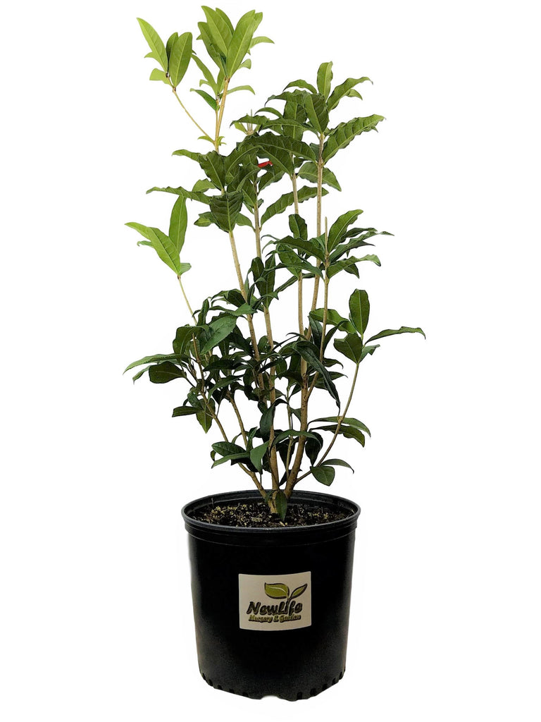 Red Flowering Fragrant Tea Olive ( osmanthus ) | New Life Nursery