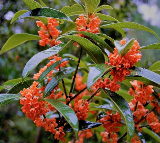 Red Flowering Fragrant Tea Olive ( osmanthus ) | New Life Nursery